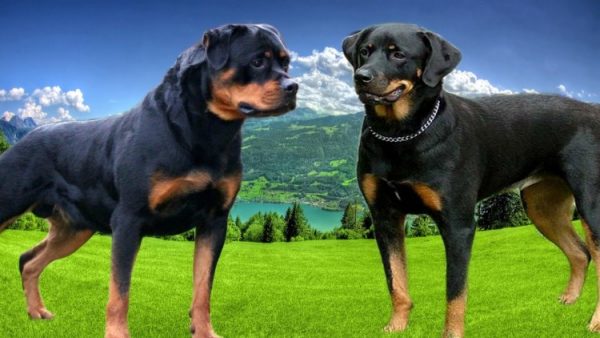 German Rottweilers vs. American Rottweiler: Is there really any ...
