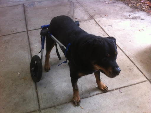 Natural bobtail – Disqualification Fault! - Vanaheim Rottweilers